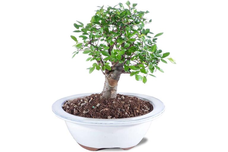 Chinese Elm: Ulmus Parvifolia Care Guide