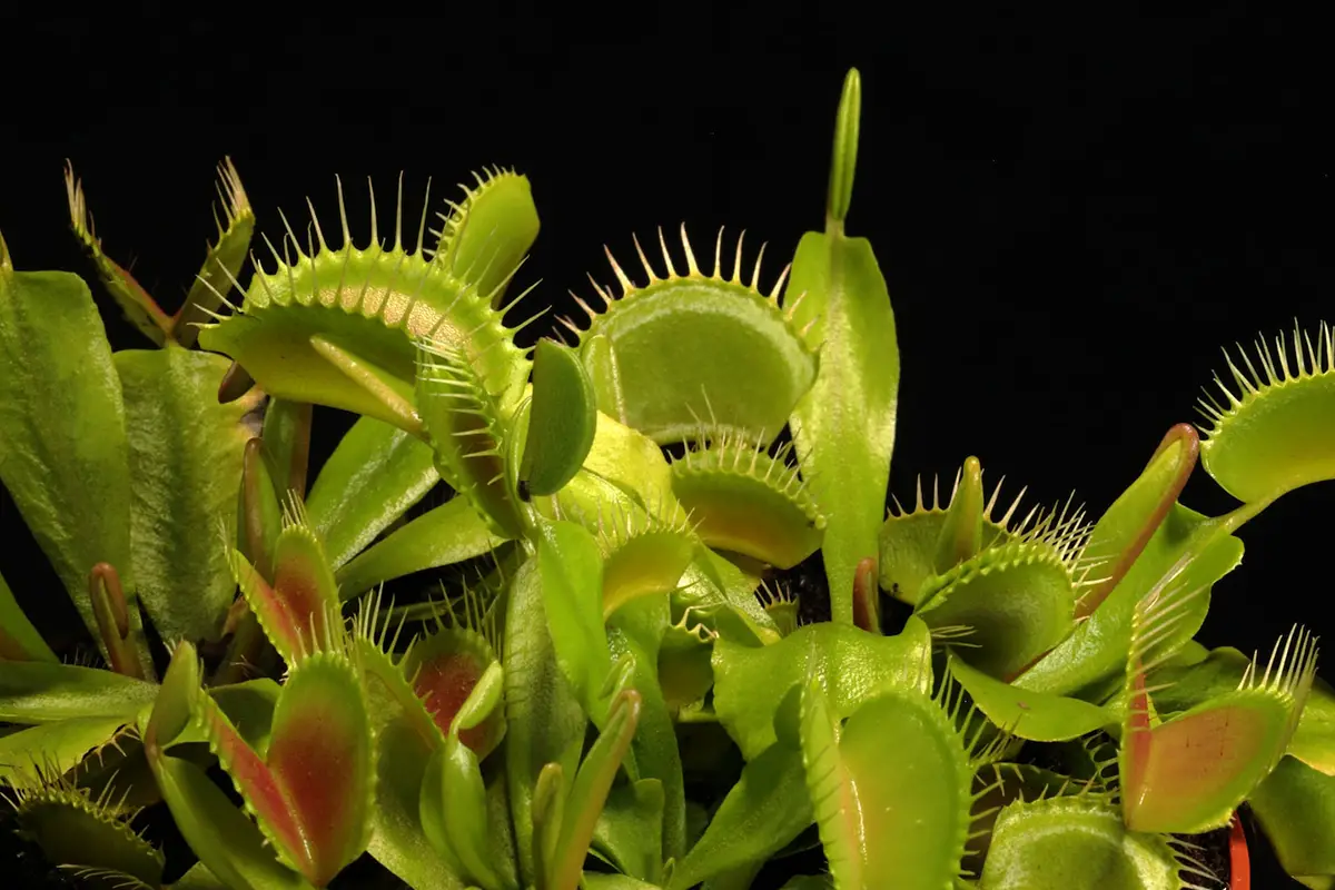 Dormant Venus Fly Trap