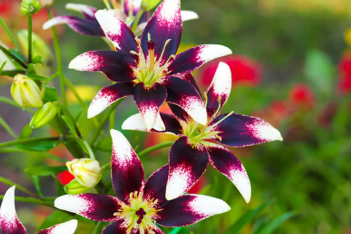 Purple Lilies: Unveiling 7 Enchanting Varieties For Your Garden