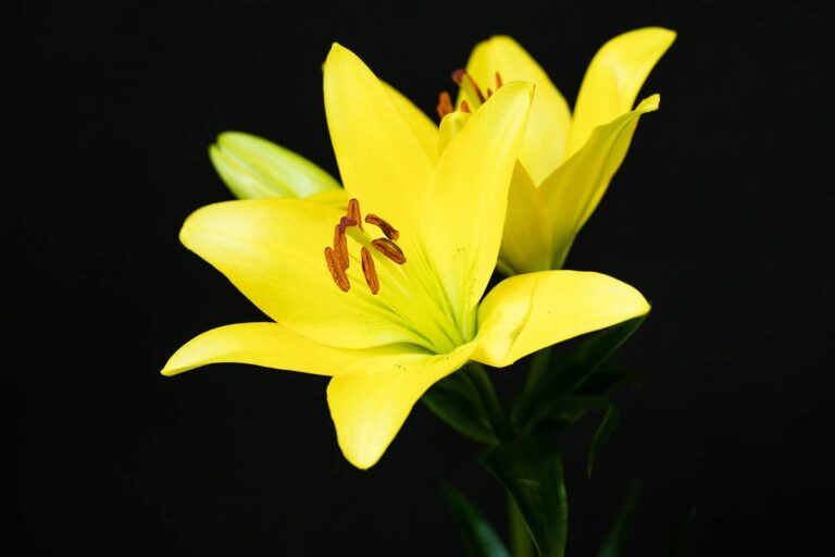 Yellow Lilies: 5 Types & Care Guide