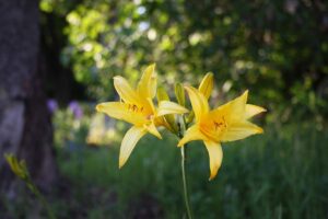 Yellow Lilies: 5 Types & Care Guide