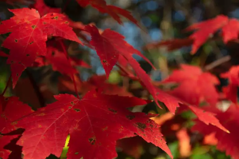 How Far Apart To Plant Maple Trees: Optimal Spacing Guide