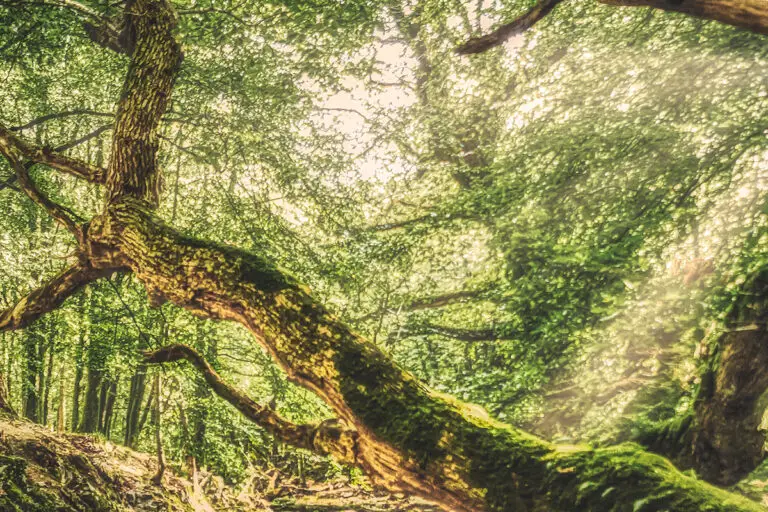 How Tall Is An Oak Tree? Varieties And Growth Factors