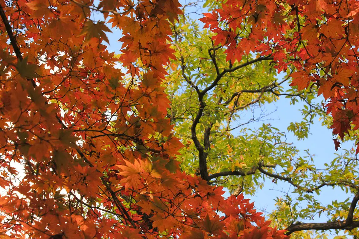 What Does A Red Maple Tree Look Like 