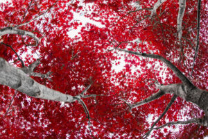 When To Trim Red Maple Trees: The Ultimate Guide