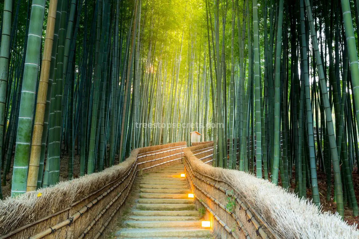 What Is Bamboo Used For? Exploring 10 Sustainable Applications