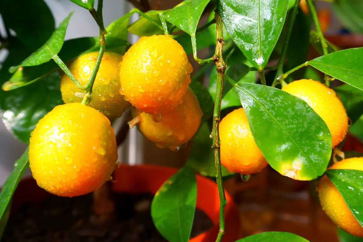 Best Fruit Trees Bonsai: Growing Miniature Edible Gardens