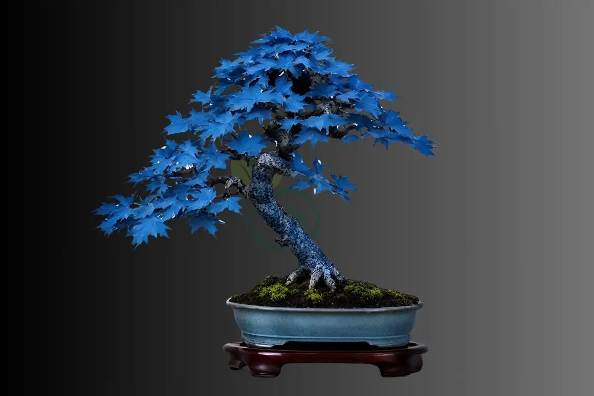 Blue Maple Bonsai Tree: Unveiling The Mystery