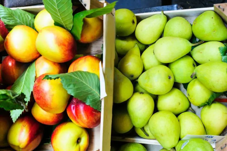 Anjou Pear: Nutrition, History, Recipes & More