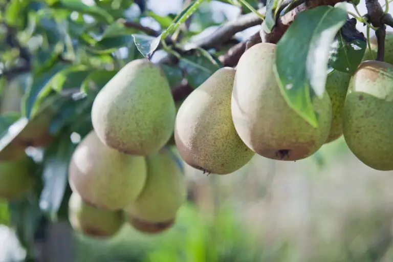 Anjou Pear: Nutrition, History, Recipes & More