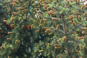 What Kind Of Trees Have Pine Cones: Exploring Growth, Uses & Ecology