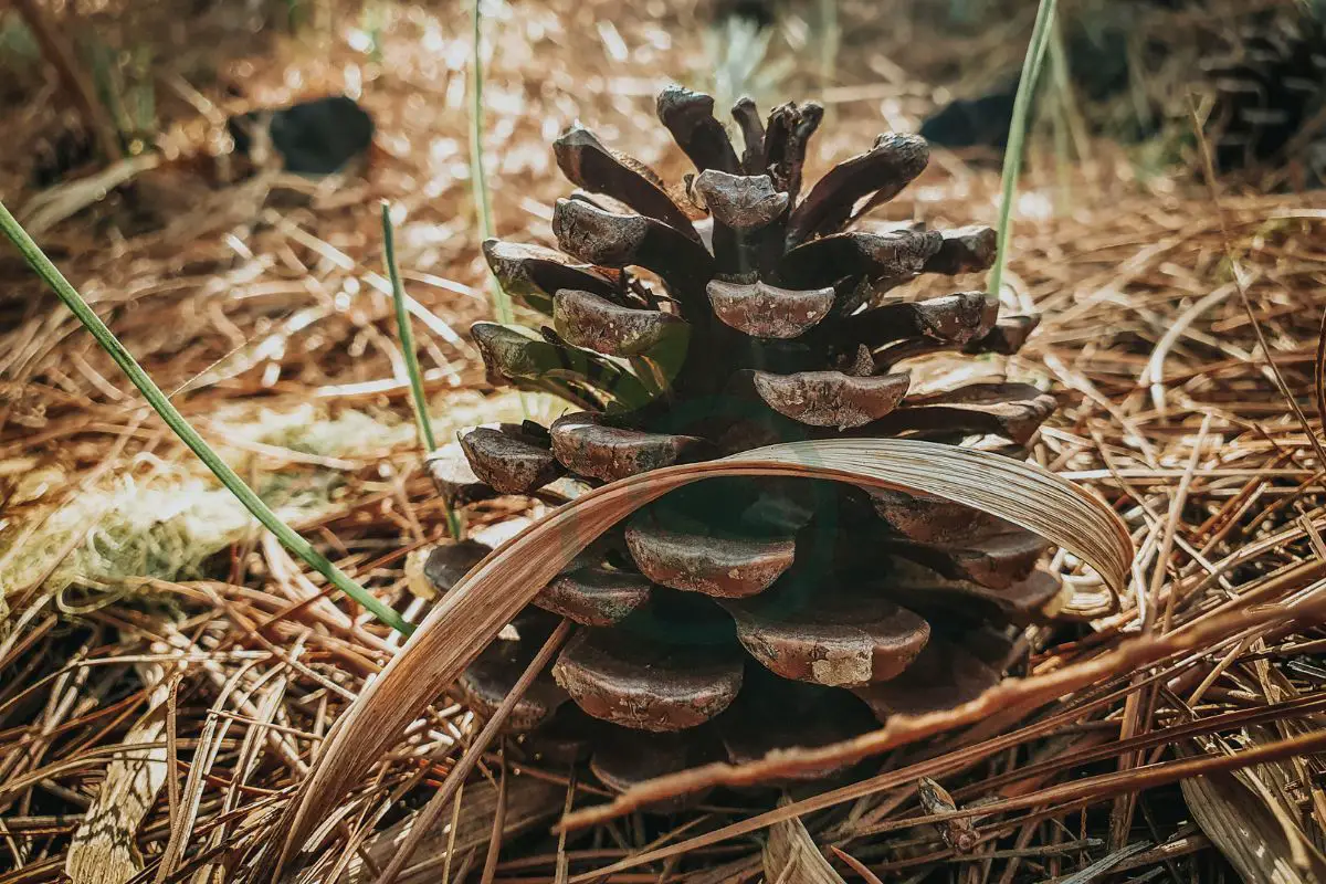 What Kind Of Trees Have Pine Cones: Exploring Growth, Uses & Ecology