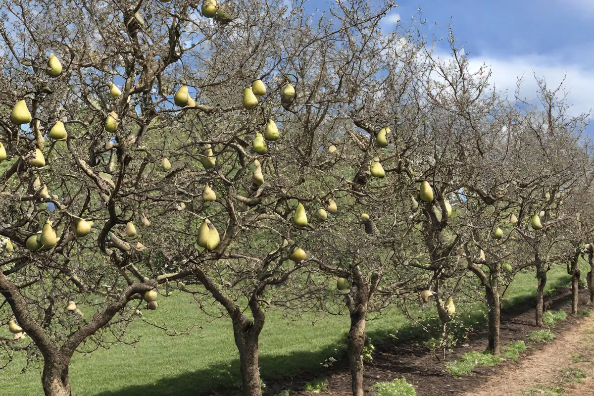 How To Trim A Pear Tree: Essential Pruning Techniques
