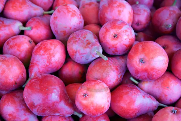 Anjou Pear: Nutrition, History, Recipes & More