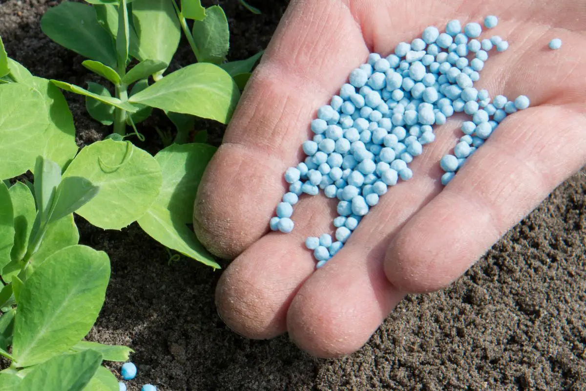 Fertilizer For Sweet Potato: Basics, Types, And Tips