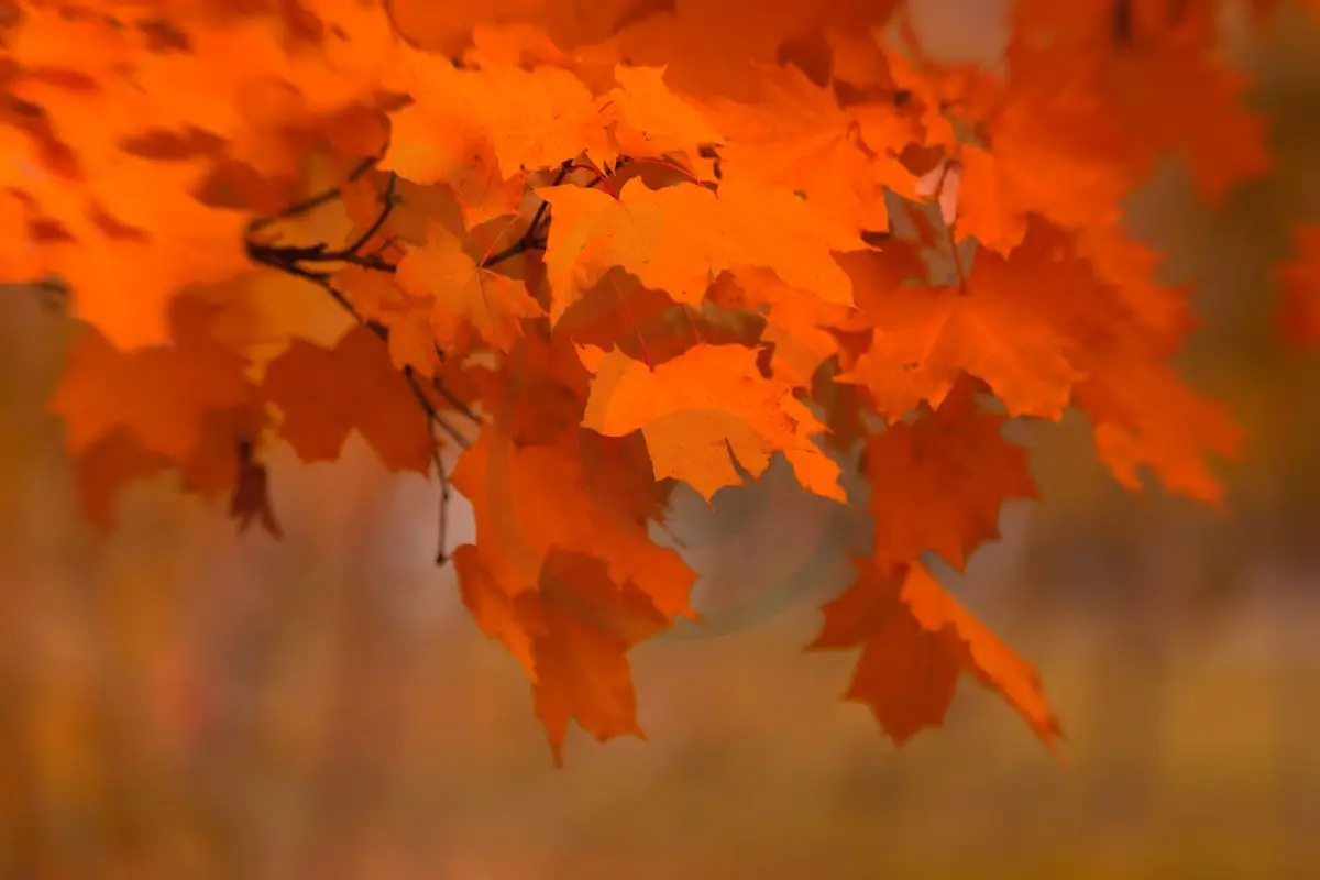 Maple Trees Fall Color: Explained & Environmental Influences