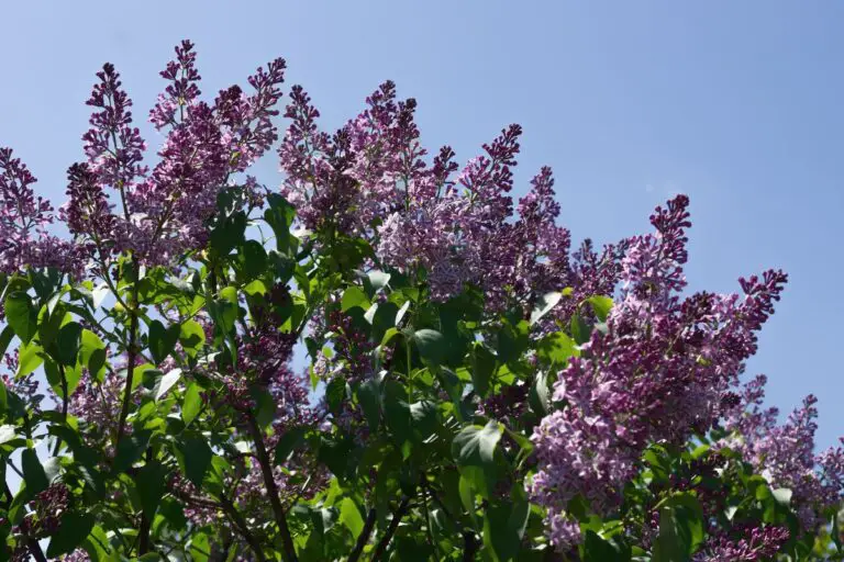 Variegated Lilac Bush: Planting, Care & Landscaping Guide