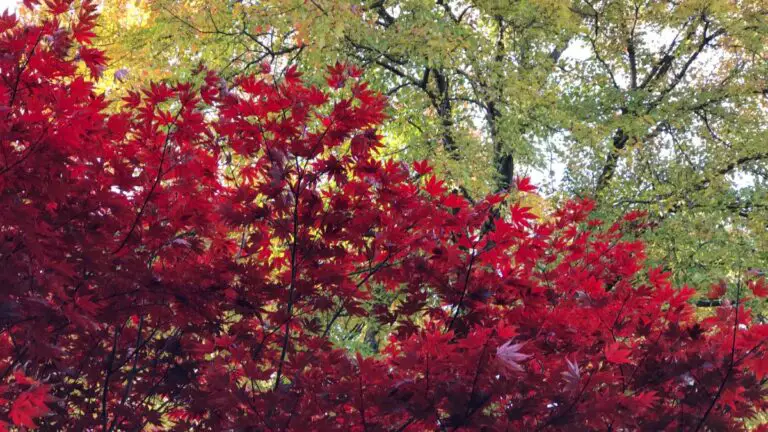Autumn Blaze Maple Tree Growth Rate: Planting Tips