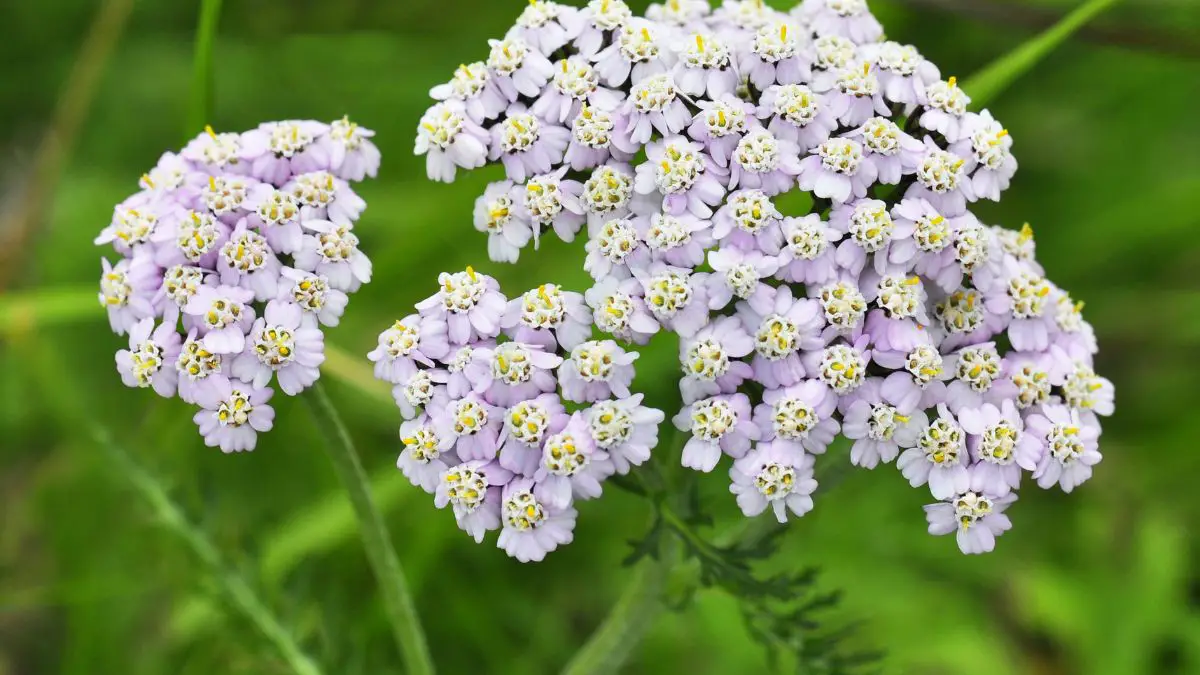 Health Benefits Of Yarrow: A Comprehensive Guide