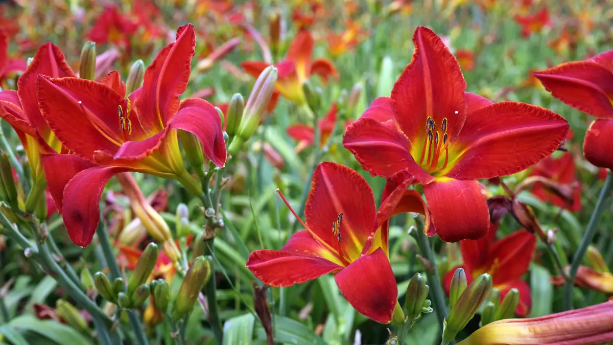 How Far Apart To Plant Daylily Bulbs: Complete Care Guide