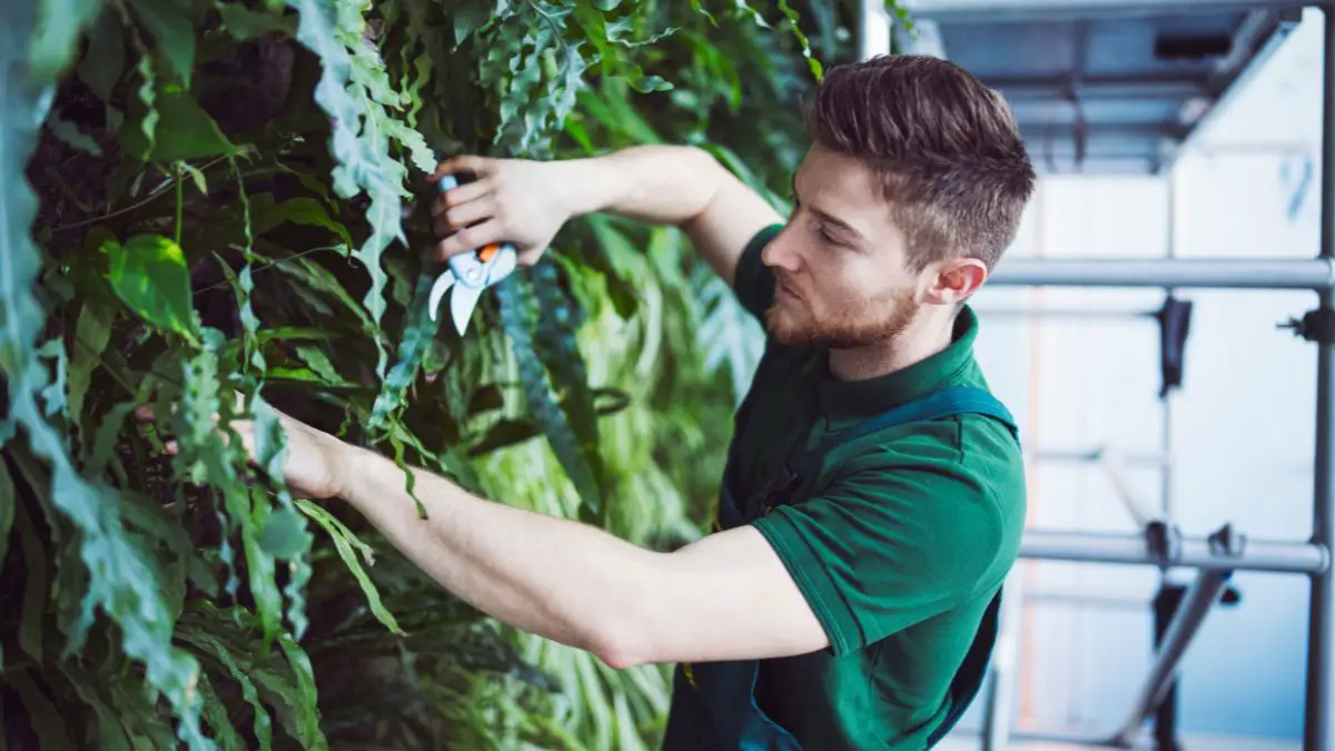 How To Save A Dying Fern: Reviving Techniques & Indoor Care