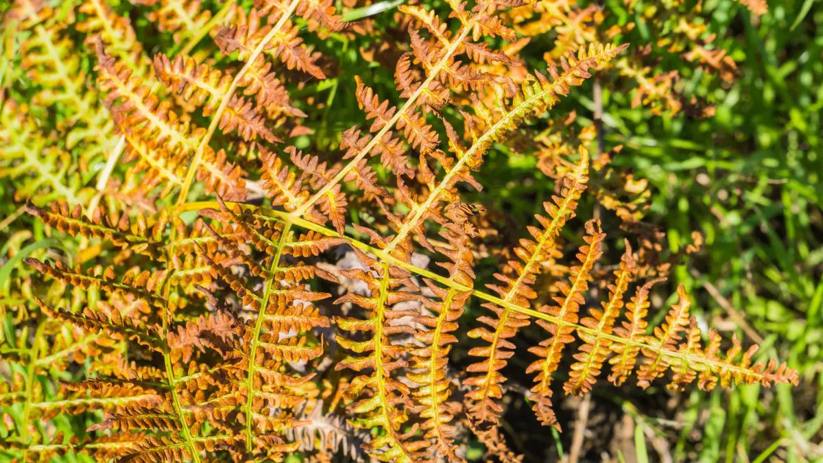 How To Save A Dying Fern: Reviving Techniques & Indoor Care
