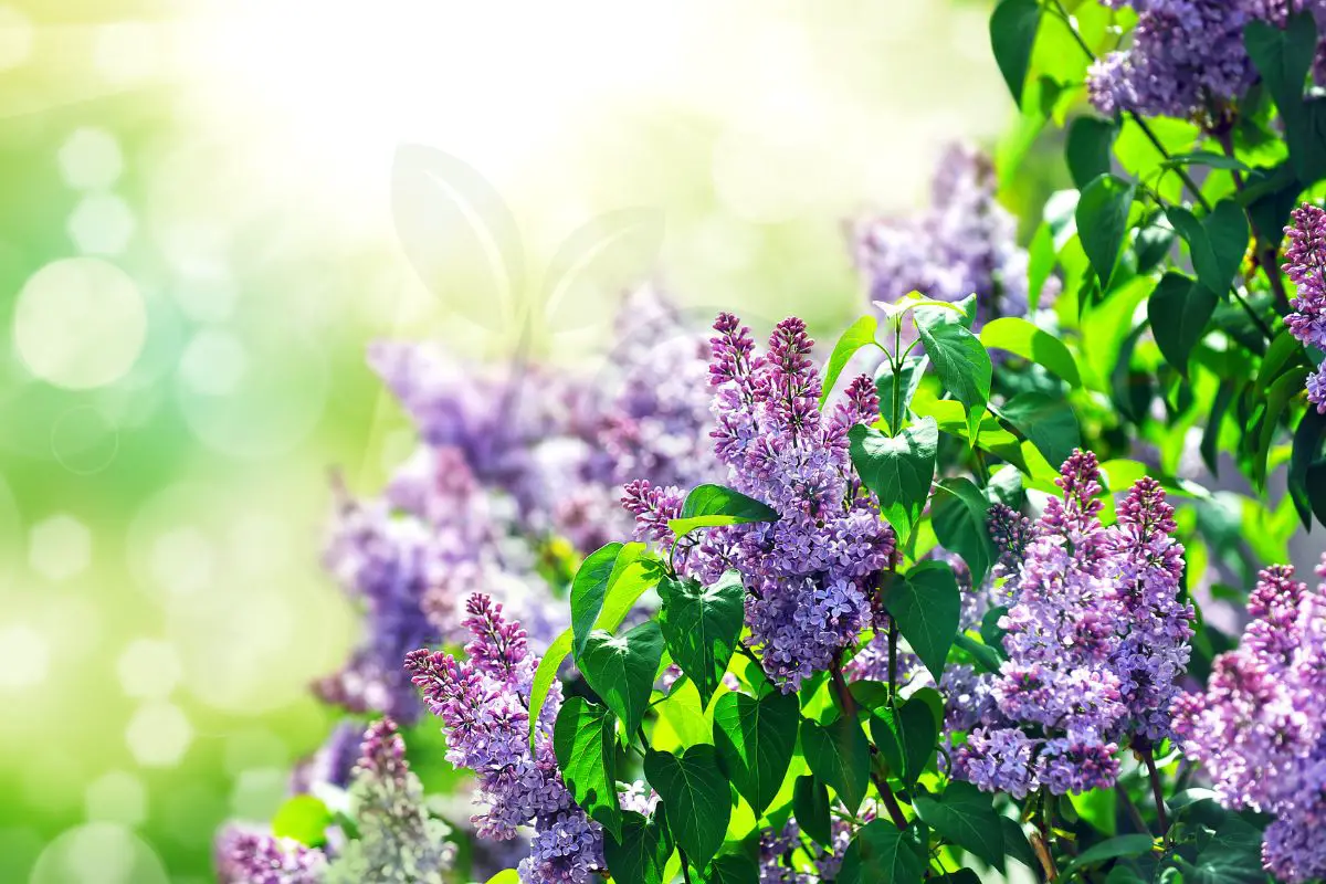 Lilac Bush Fertilizer Guide: Understanding, Timing & Techniques