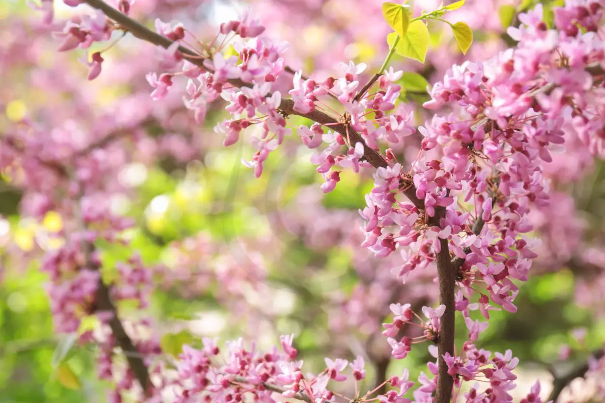 Lilac Bush Fertilizer Guide: Understanding, Timing & Techniques