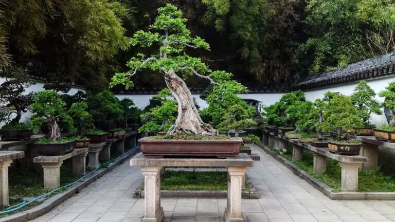 How Can I Make A Bonsai Tree: Expert Tips