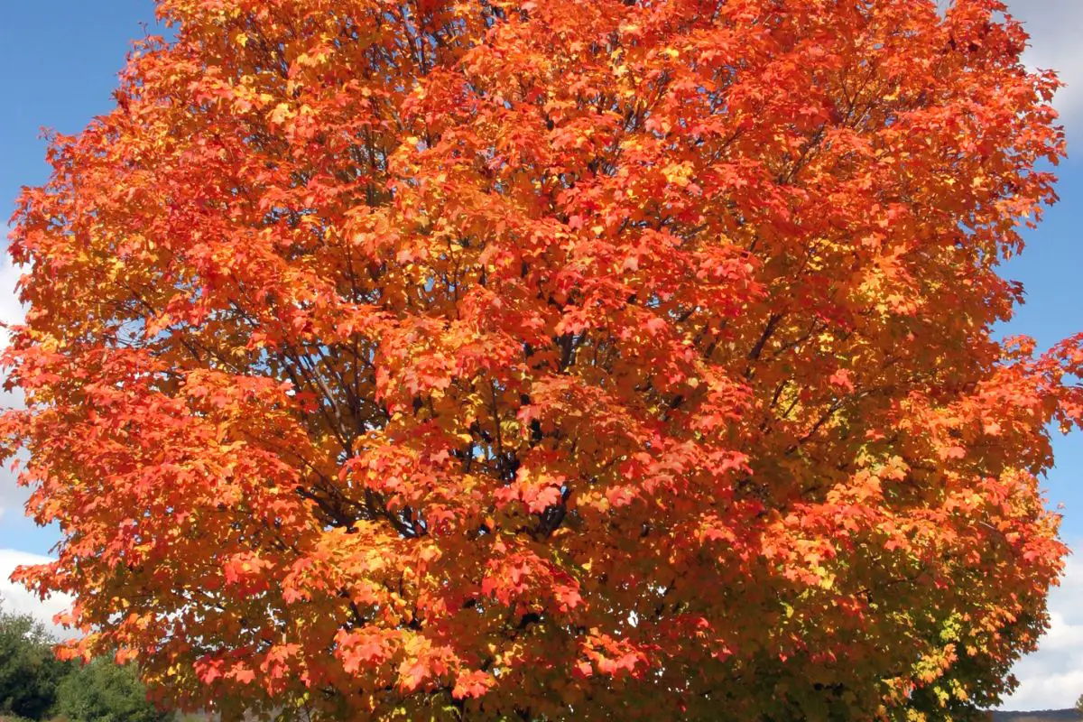 Best Time Of Year To Trim Maple Trees: Seasonal Pruning Insights