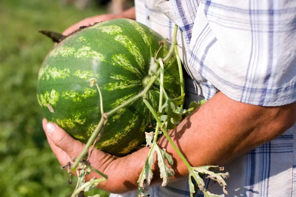 How Do You Know When Watermelon Is Ready To Pick: Ripeness Indicators