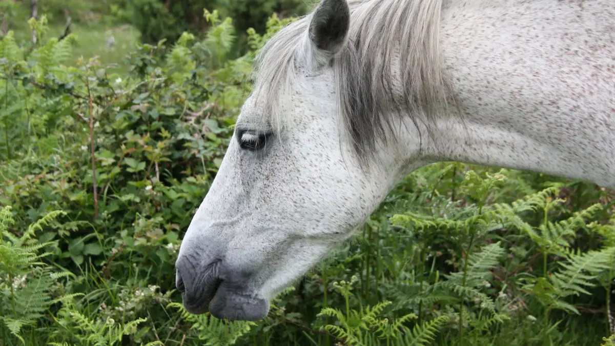 What Animal Eats Ferns: Insights & Conservation