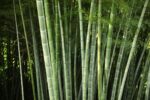 Where Do Bamboo Plants Grow: Global Distribution & Cultivation Guide