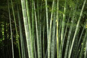 Where Do Bamboo Plants Grow: Global Distribution & Cultivation Guide