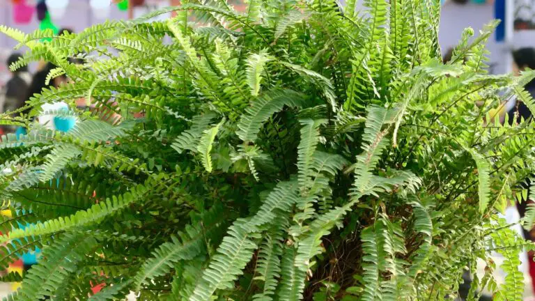 Where Do Ferns Grow: Fern Habitats, Ecology & Care