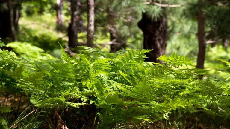 Where Do Ferns Grow: Fern Habitats, Ecology & Care