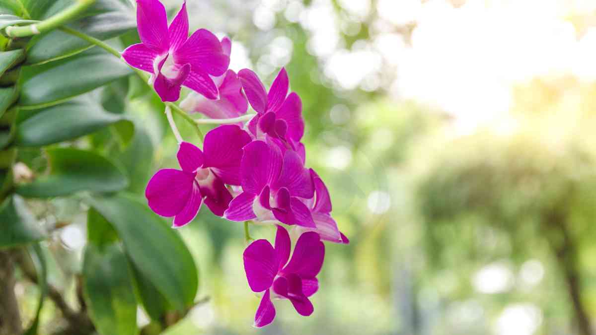 Orchid With Leaves: Mastering Care Secrets