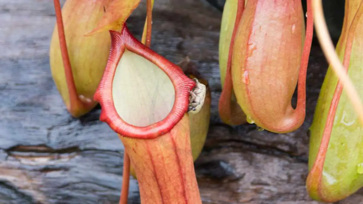 Meat Eating Plants: Unveiling Nature's Carnivores