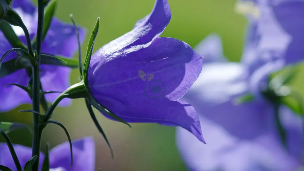 Bellflower Plants: Ultimate Guide To Growing Campanula