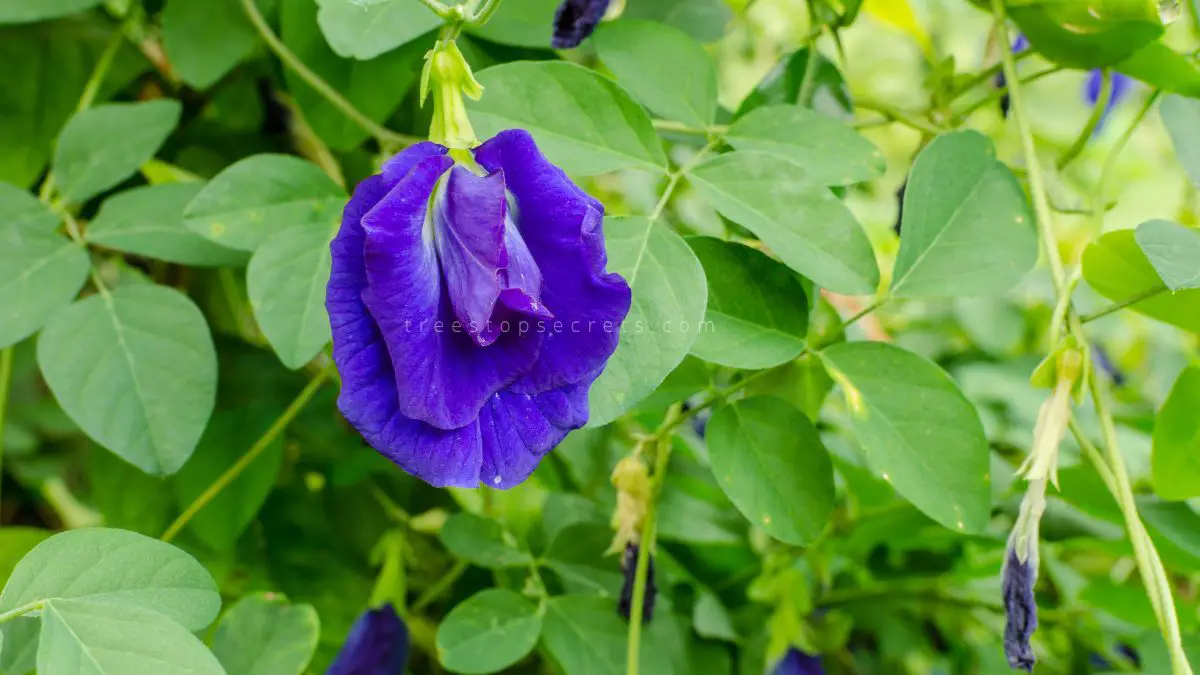 Clitoria Flower: Ultimate Guide