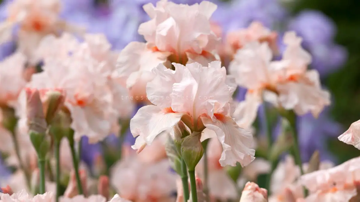 Divide Iris Plants: Beautify Your Garden With Replanting