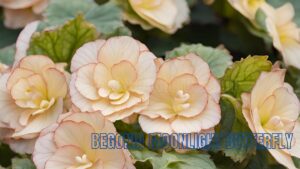Begonia Moonlight Butterfly Plant Seeds: Growing & Care Guide