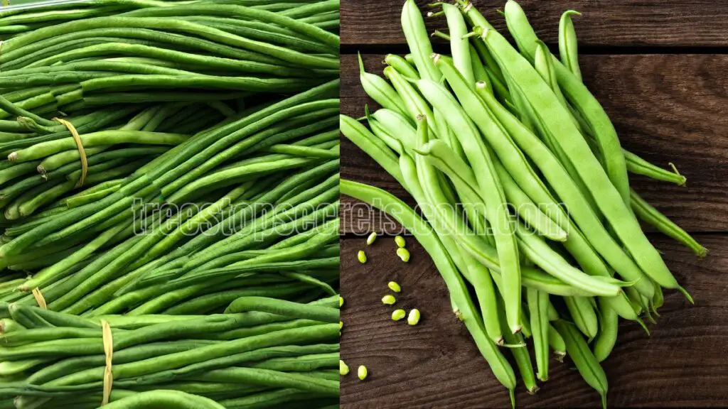 How To Plant And Care For Green Beans: A Complete Guide