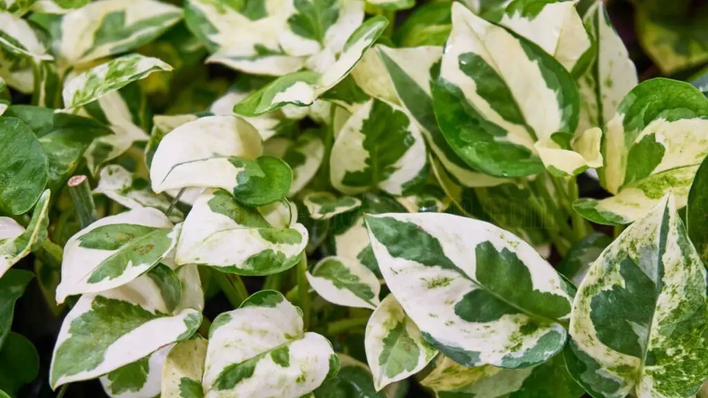 How To Plant And Care For Pothos: A Complete Guide